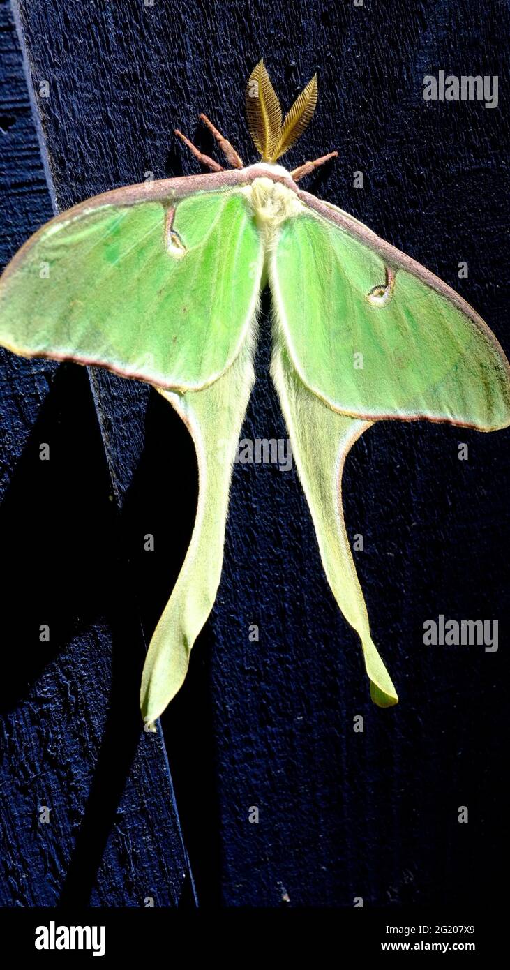 Segreto delle falene immagini e fotografie stock ad alta risoluzione ...