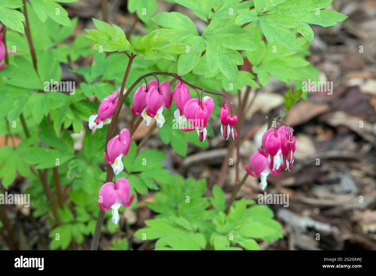 Lamprocapnos spectabilis immagini e fotografie stock ad alta ...