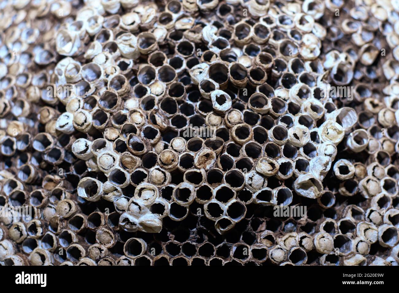Nido d'ape vuoto nido d'ape selvaggio, vecchio, abbandonato e rotto. L ...