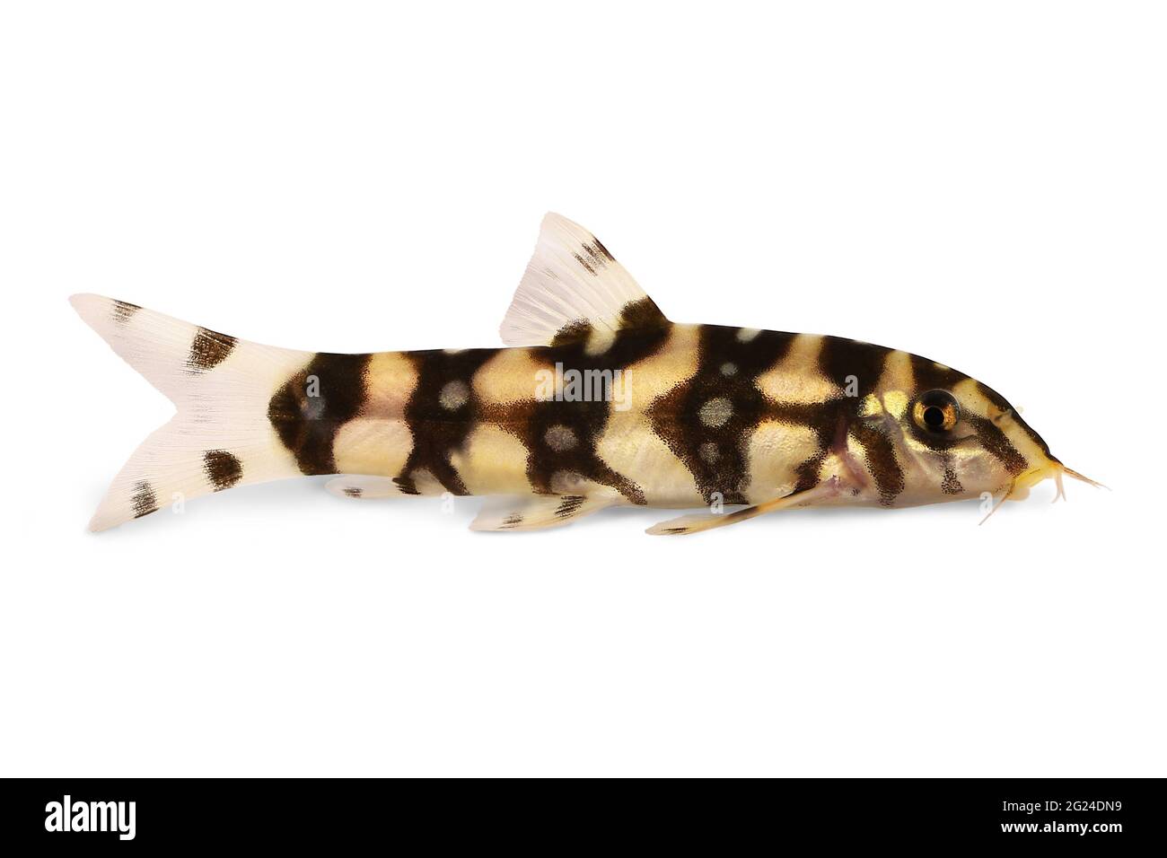 Botia striata immagini e fotografie stock ad alta risoluzione - Alamy