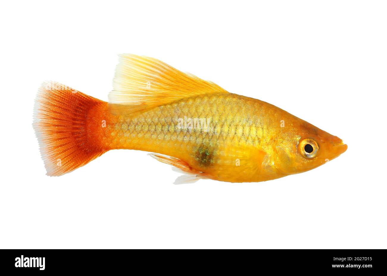 Southern platyfish xiphophorus maculatus immagini e fotografie stock ad ...