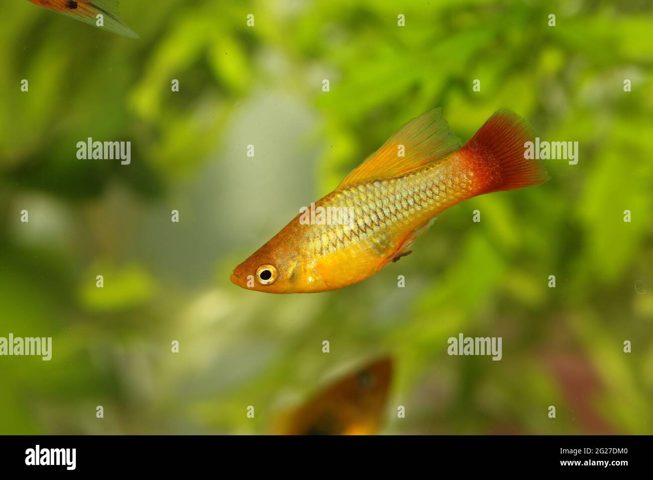Southern platyfish xiphophorus maculatus immagini e fotografie stock ad ...
