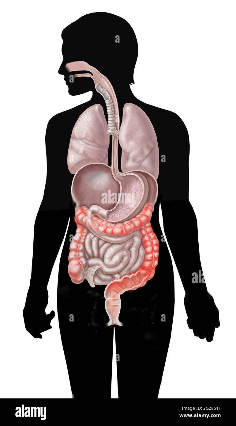 Apparato digerente in anatomia femminile immagini e fotografie stock ad ...