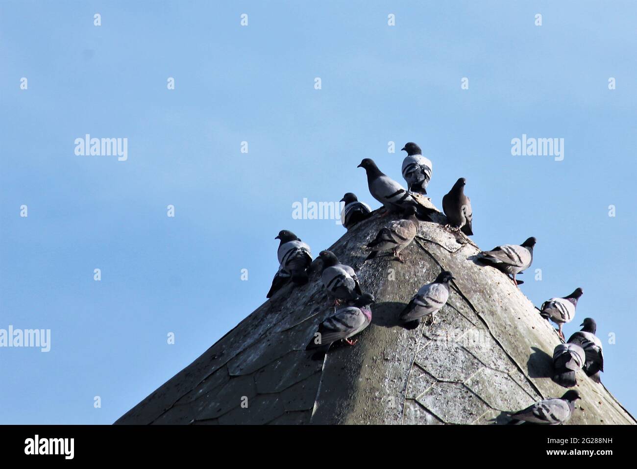 Uccelli di collina immagini e fotografie stock ad alta risoluzione - Alamy