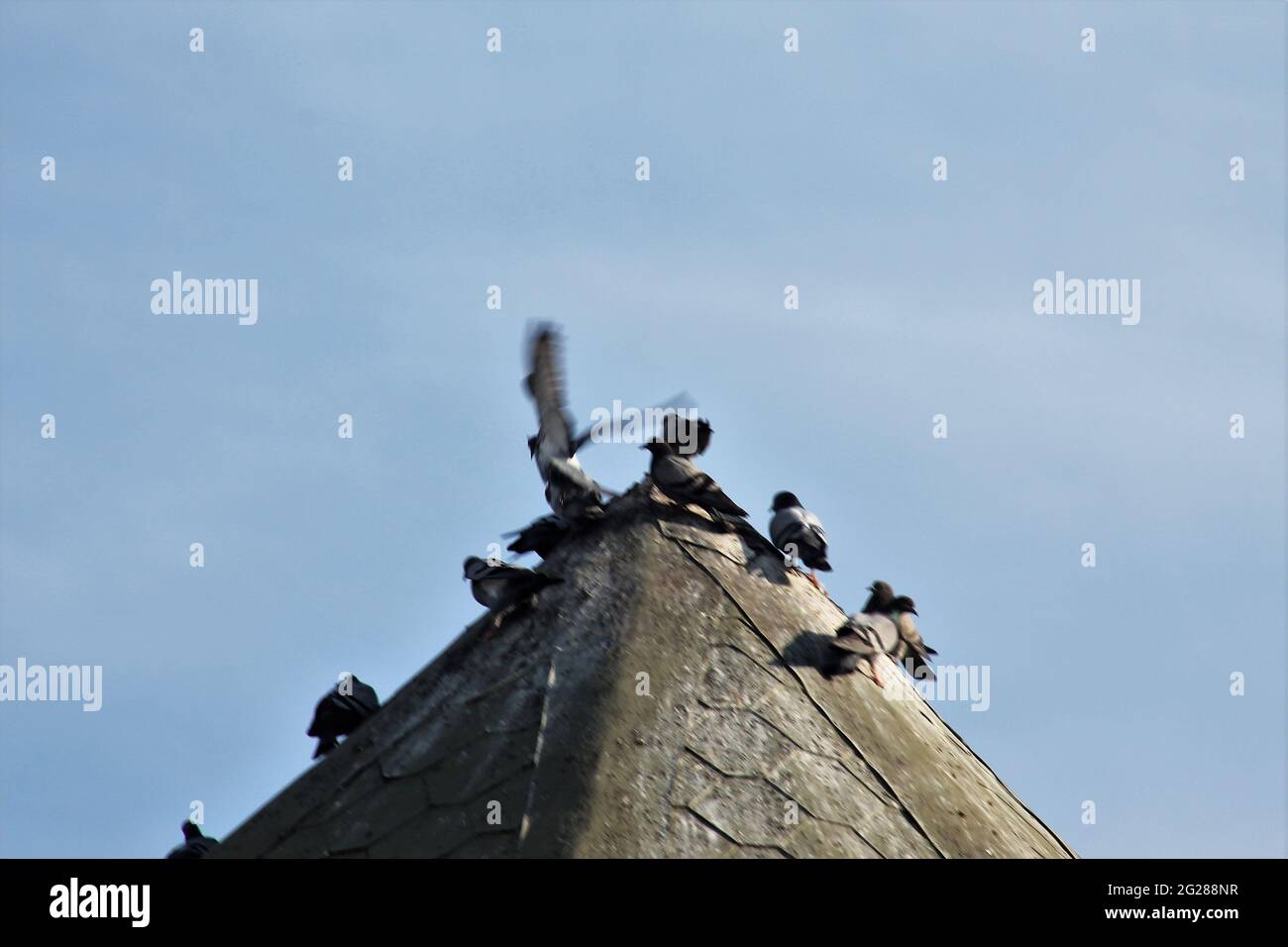 Uccelli di collina immagini e fotografie stock ad alta risoluzione - Alamy