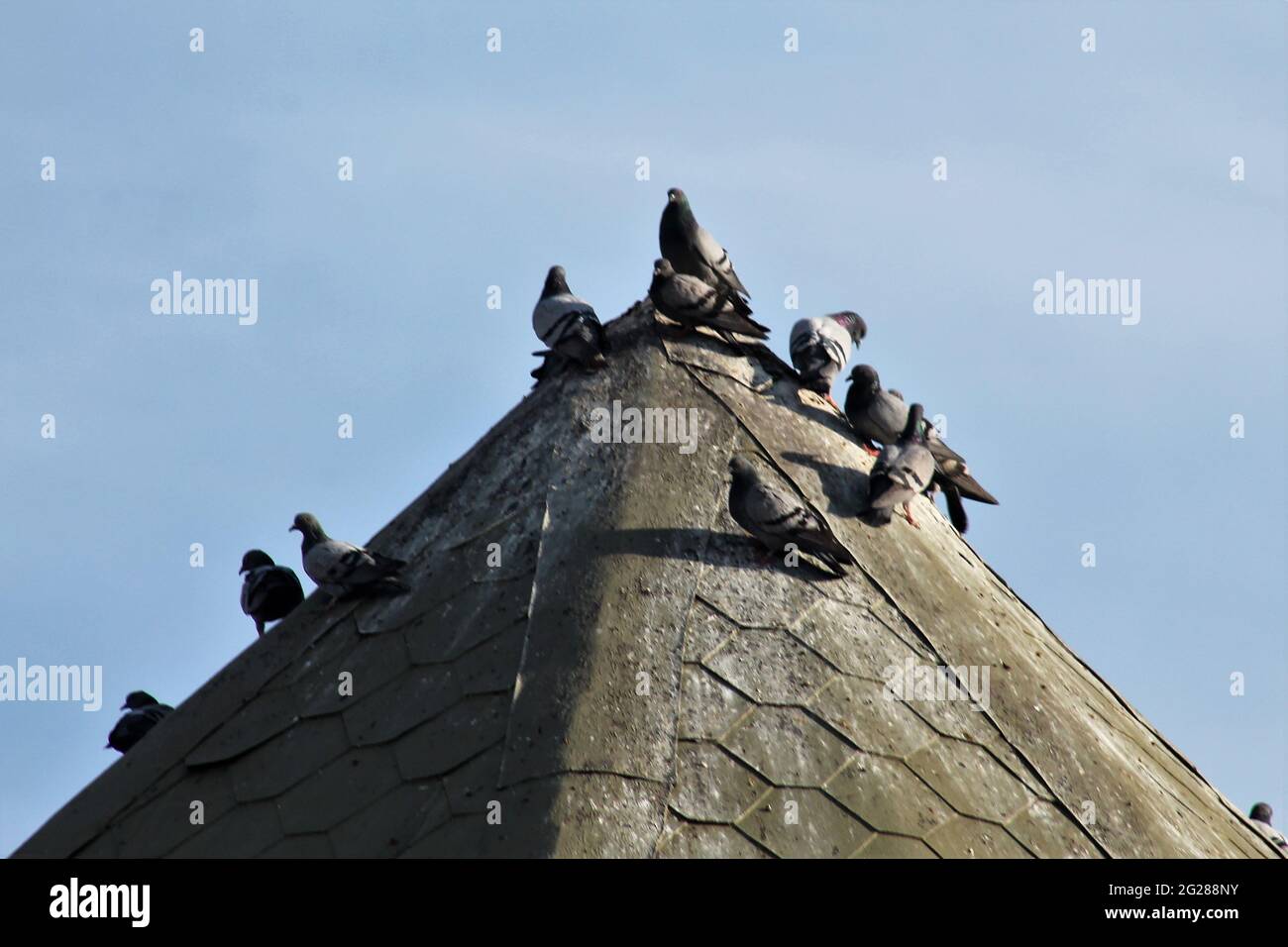 Uccelli di collina immagini e fotografie stock ad alta risoluzione - Alamy