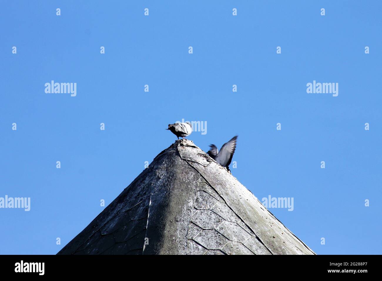 Uccelli di collina immagini e fotografie stock ad alta risoluzione - Alamy