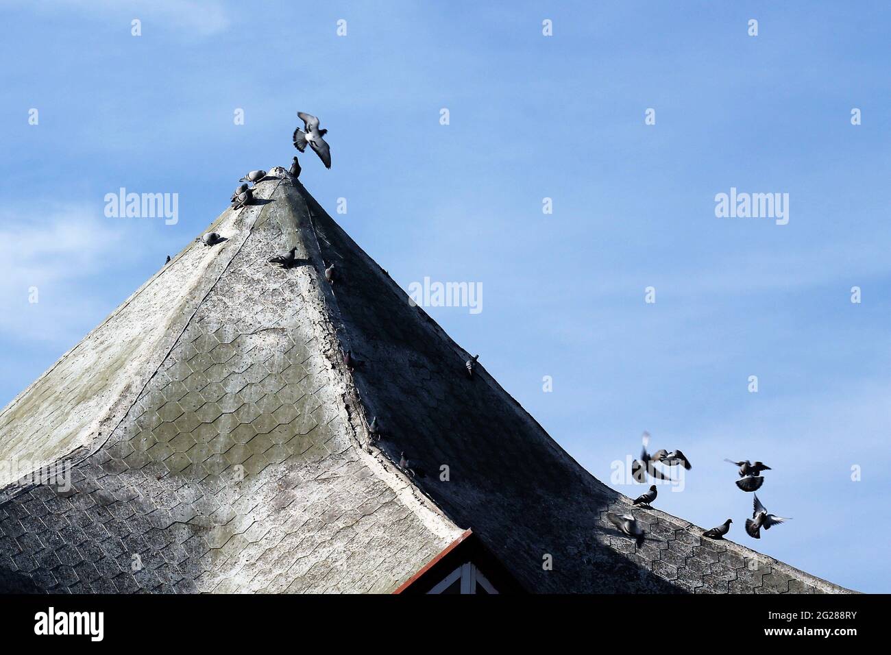 Uccelli di collina immagini e fotografie stock ad alta risoluzione - Alamy