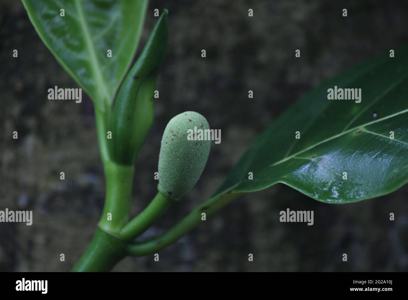 Frutti di jack immaturi immagini e fotografie stock ad alta risoluzione ...