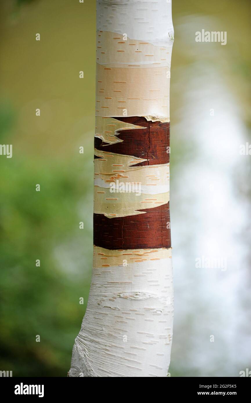 Albero di betulla himalayano immagini e fotografie stock ad alta ...