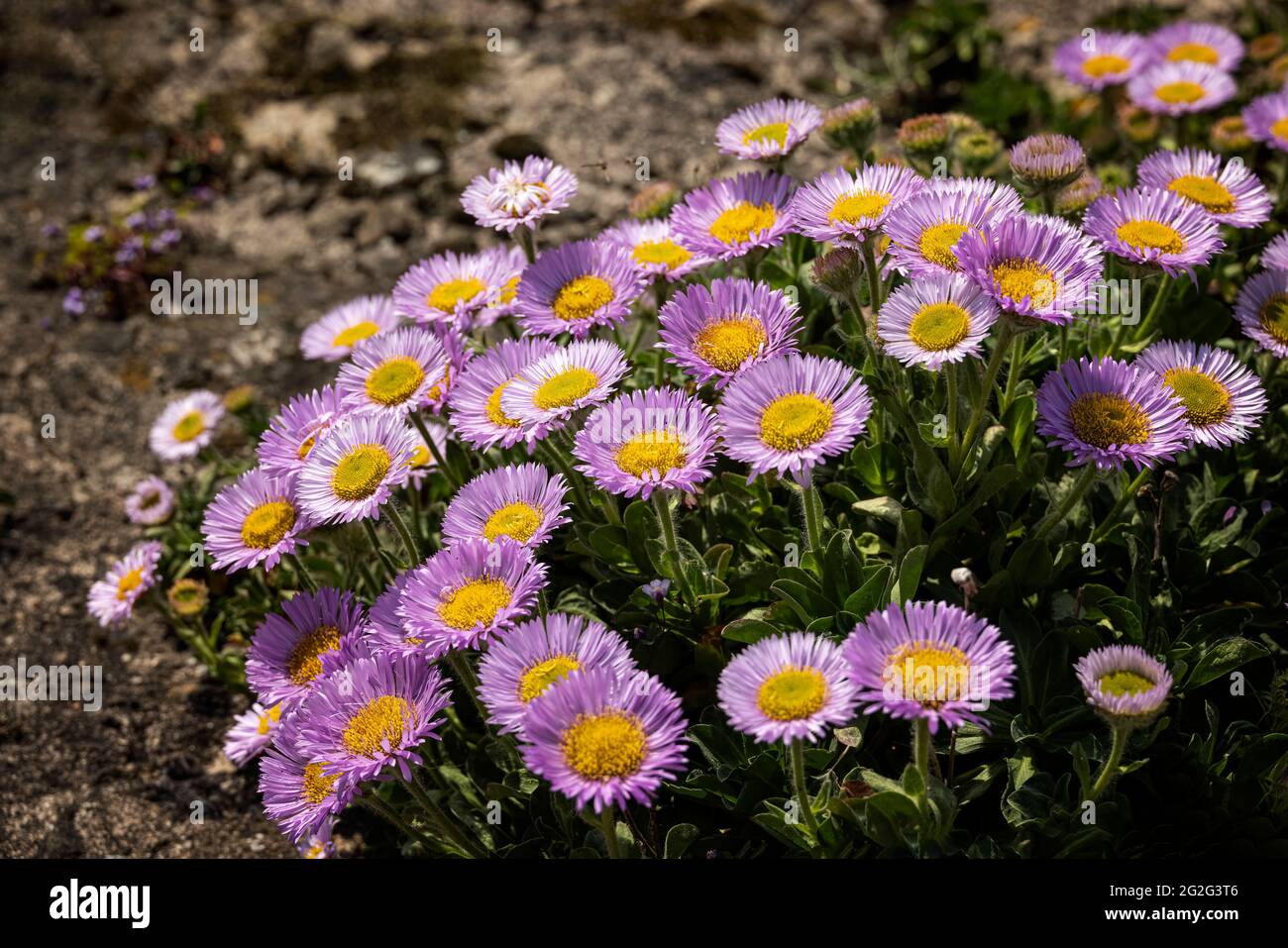 Aster di mare giallo immagini e fotografie stock ad alta risoluzione ...