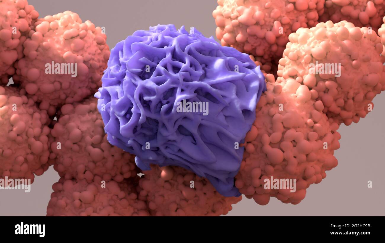 Immune cells attacking cancer cells immagini e fotografie stock ad alta ...