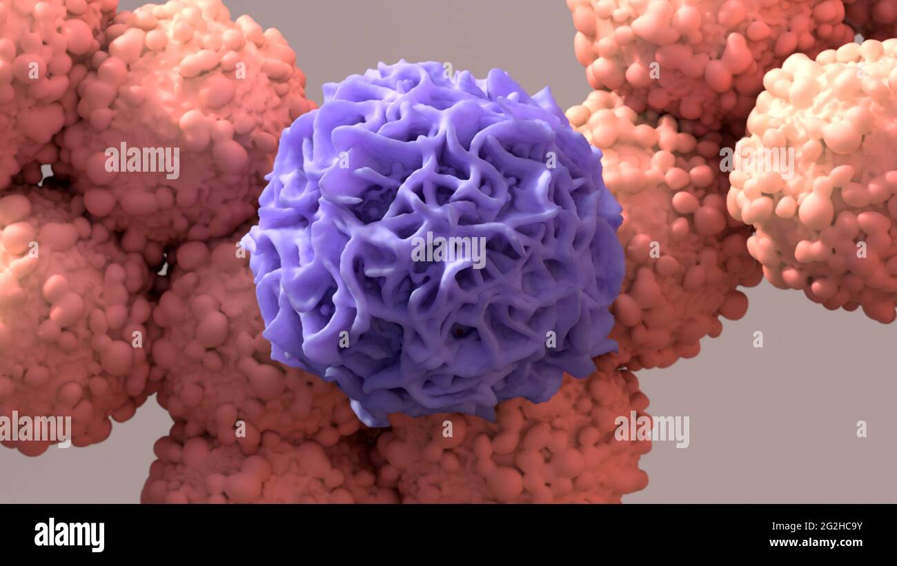 Immune cells attacking cancer cells immagini e fotografie stock ad alta ...