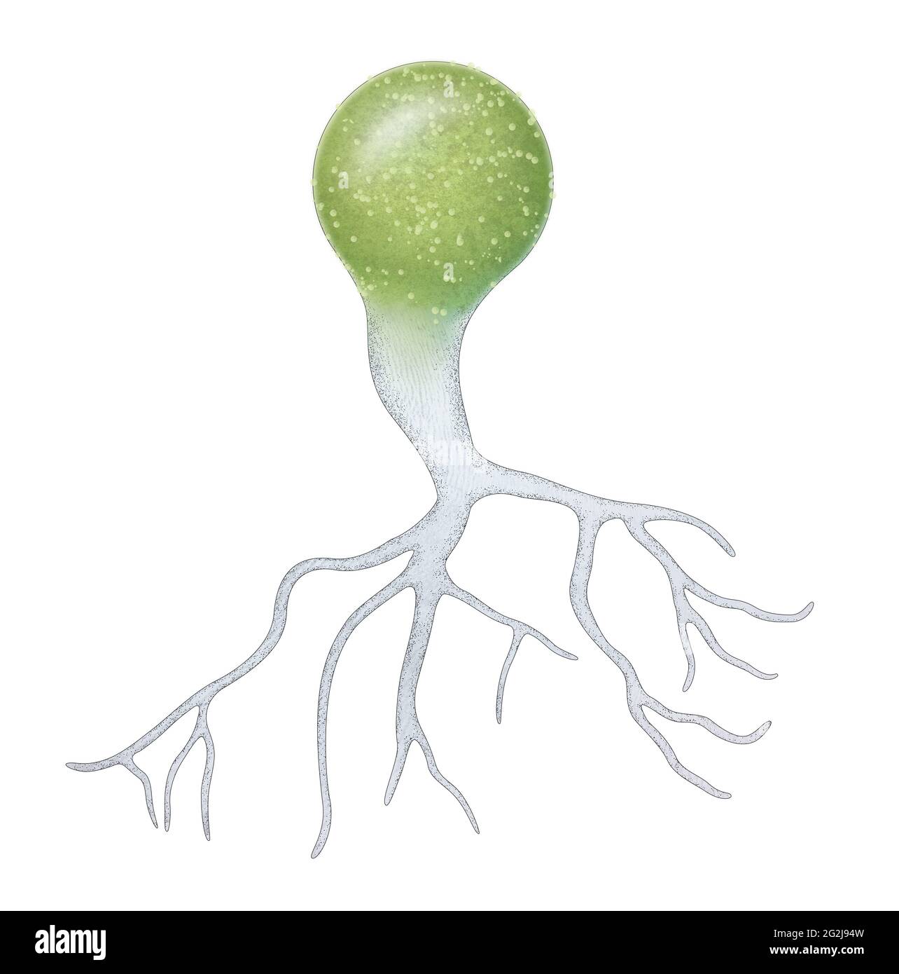 Botrydium granulato è un genere di alghe talloide. I campioni possono ...