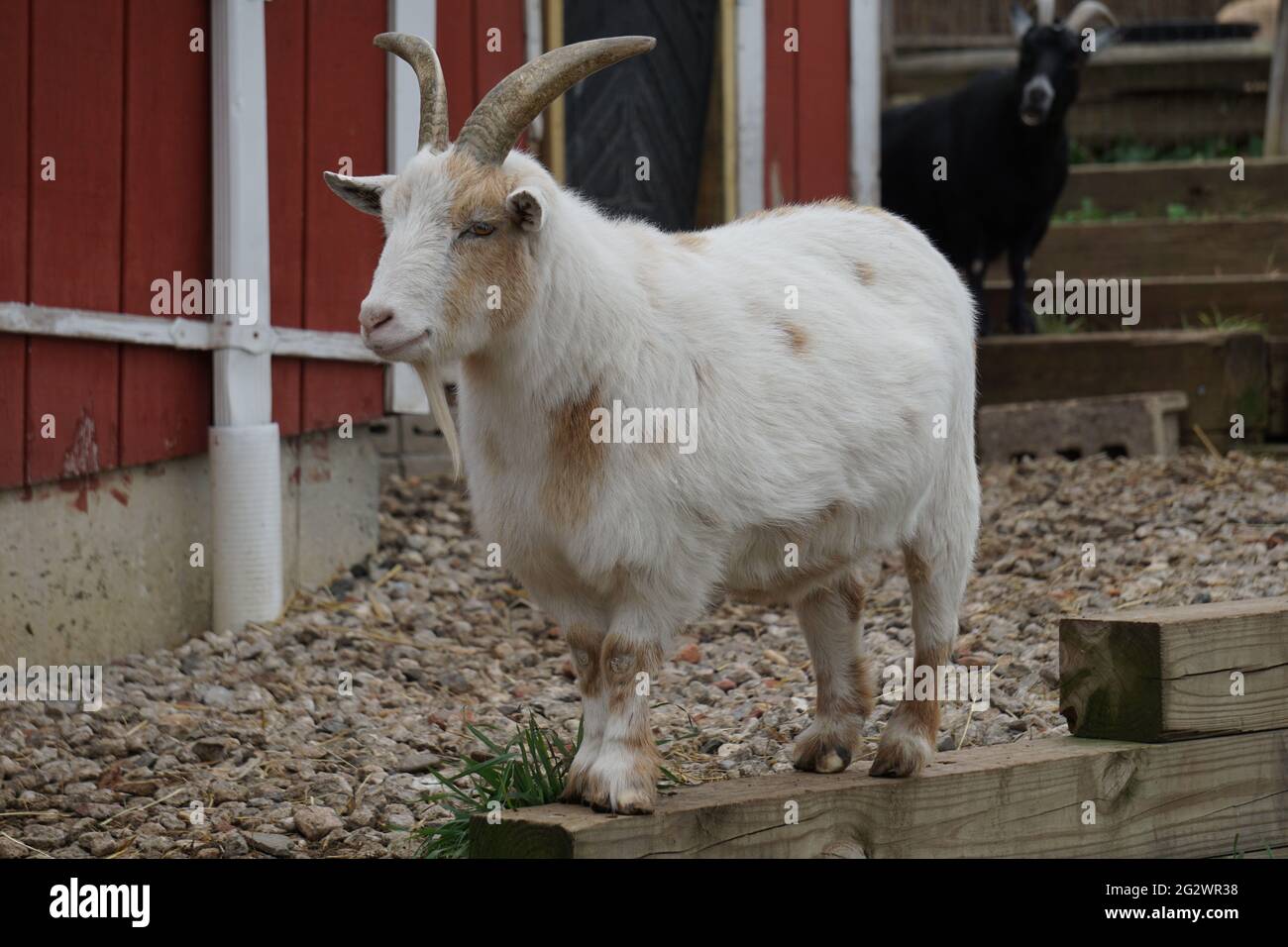 Capre da latte nane nigeriane immagini e fotografie stock ad alta ...