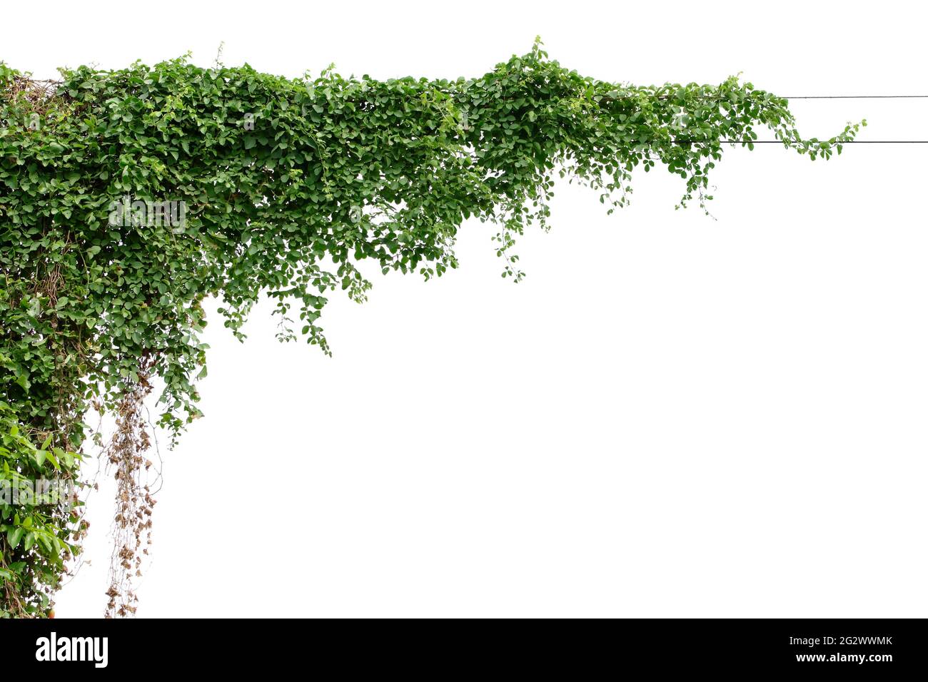 Piante rampicanti naturali immagini e fotografie stock ad alta ...