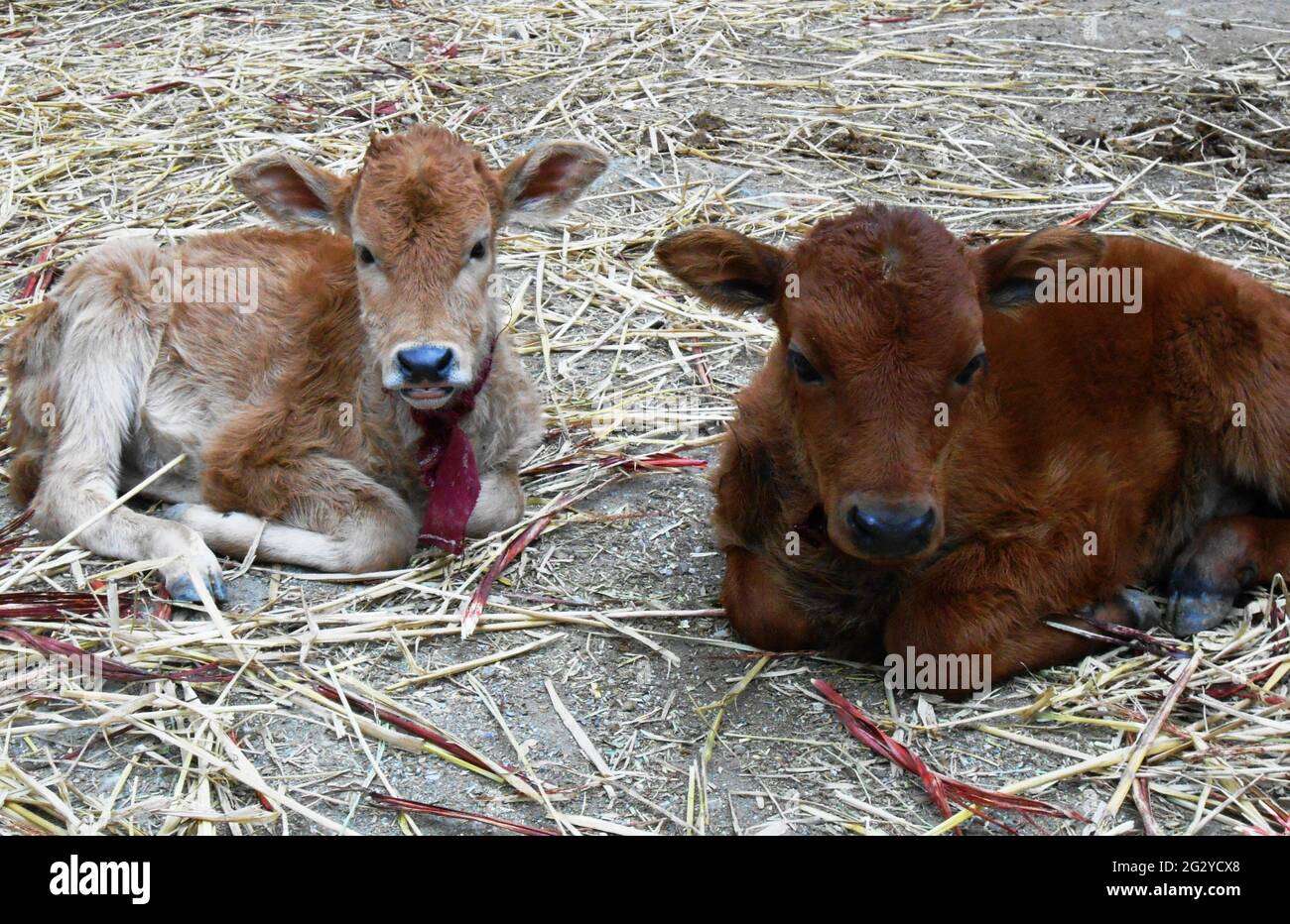 Vitelli sulla paglia immagini e fotografie stock ad alta risoluzione ...
