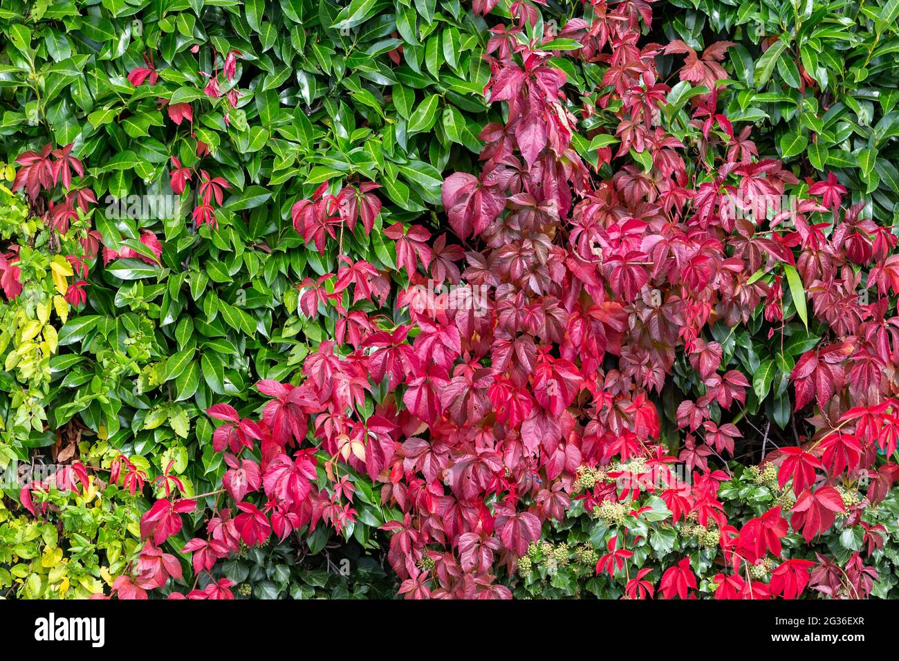 Cadono le foglie seamless texture di sfondo, uva recinzione del ...