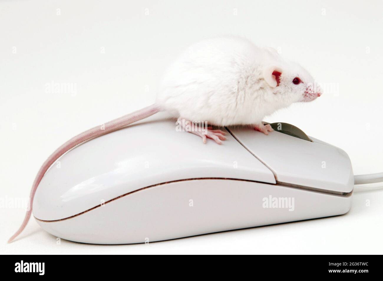 Albino mice immagini e fotografie stock ad alta risoluzione - Alamy