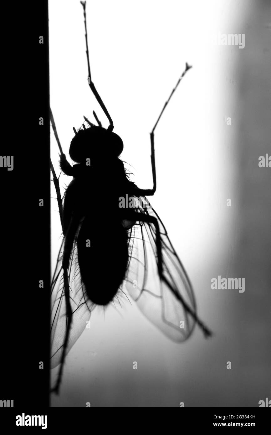 Volare anatomia immagini e fotografie stock ad alta risoluzione - Alamy