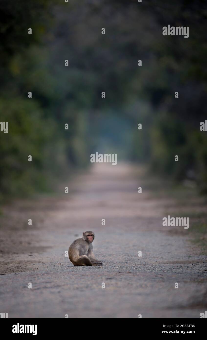 Coda di scimmia pianta immagini e fotografie stock ad alta risoluzione ...