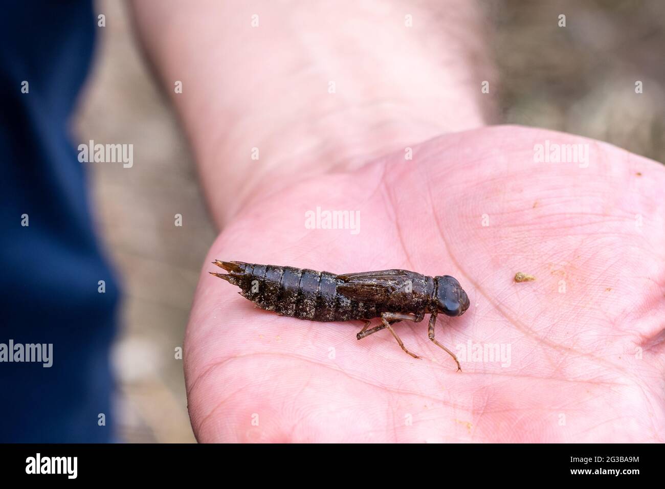 Dragonfly life cycle immagini e fotografie stock ad alta risoluzione ...