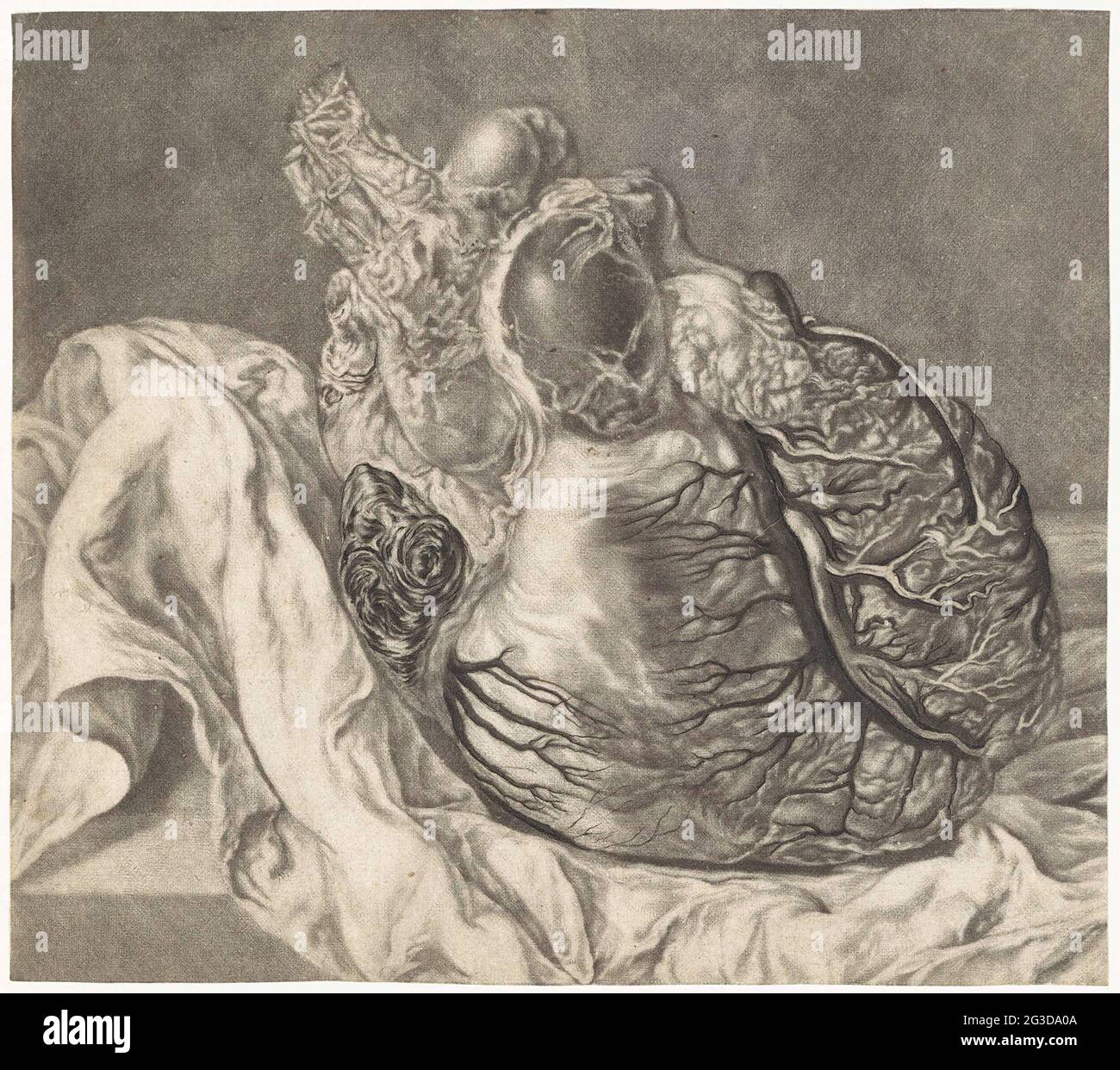 Diagramma di spaccato di vene e arterie umane immagini e fotografie ...