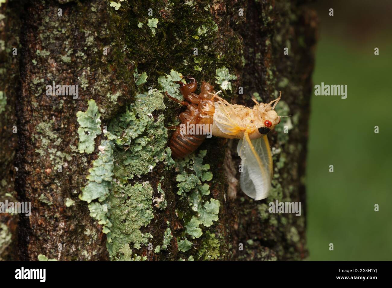 Cicada periodica, Magicicada septendim, cicada periodica di 17 anni ...