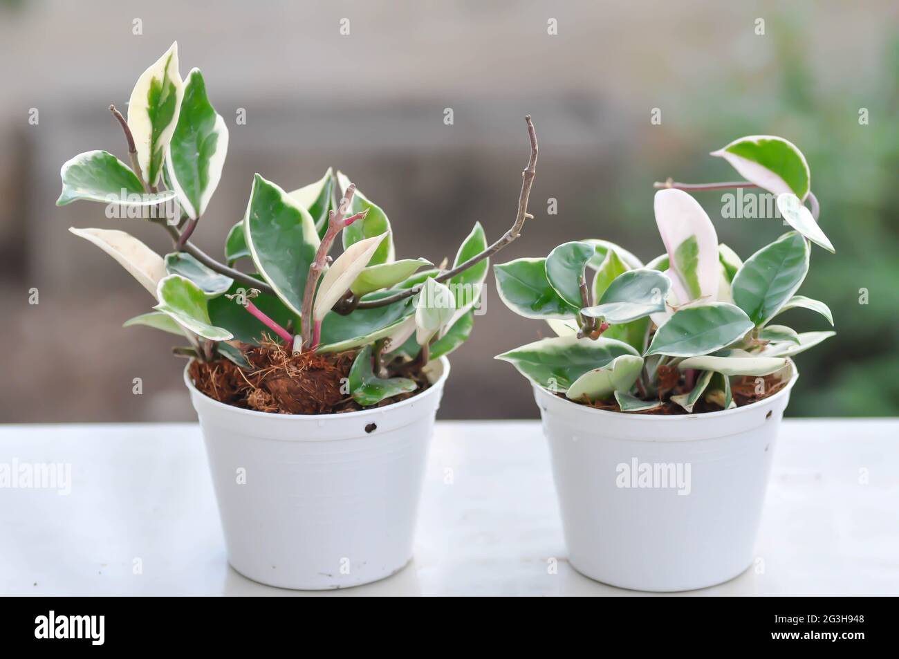 Hoya carnosa compacta, Hoya Compacta o pianta tricolore hoya Foto stock ...