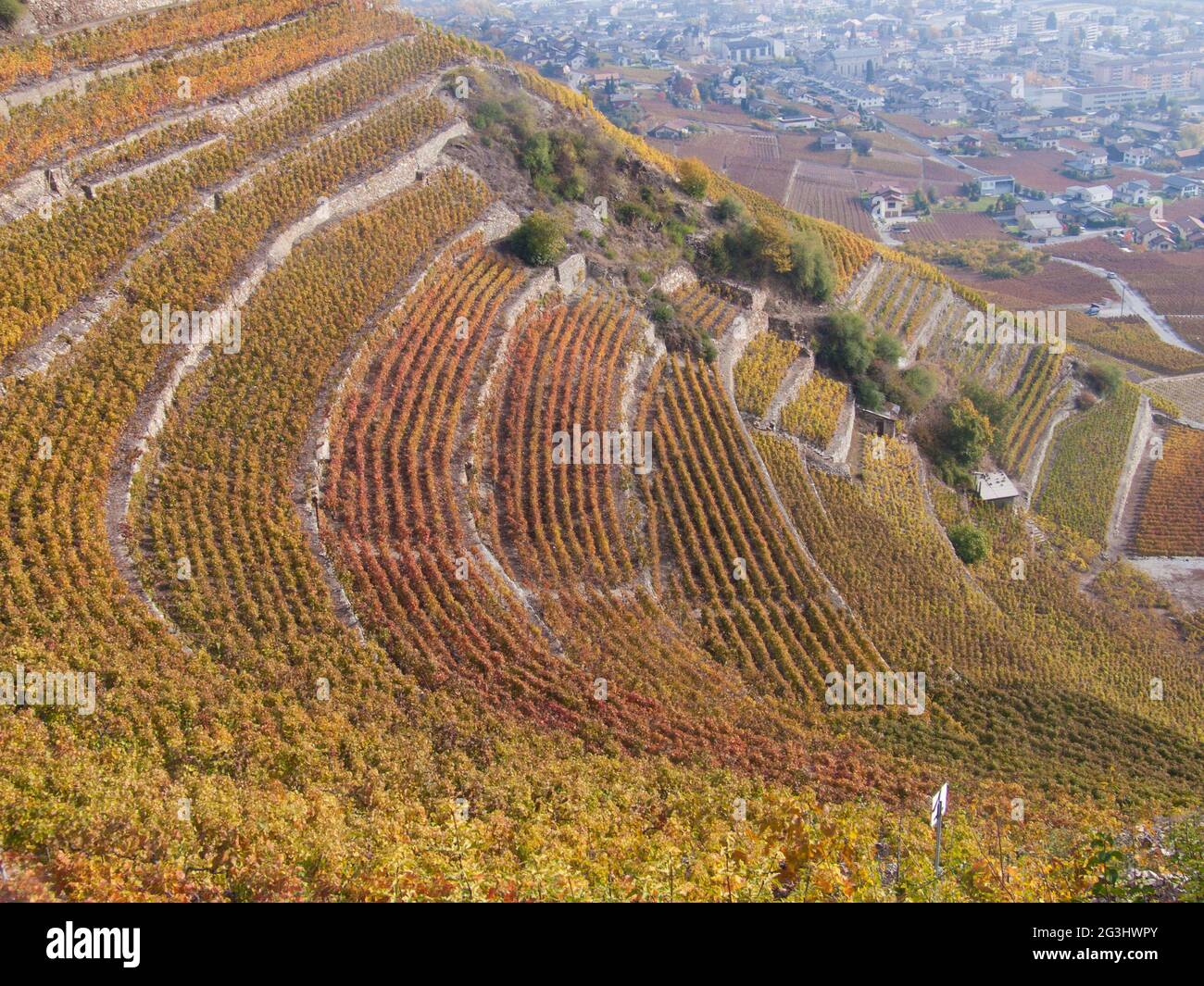 Vigneto svizzera immagini e fotografie stock ad alta risoluzione - Alamy