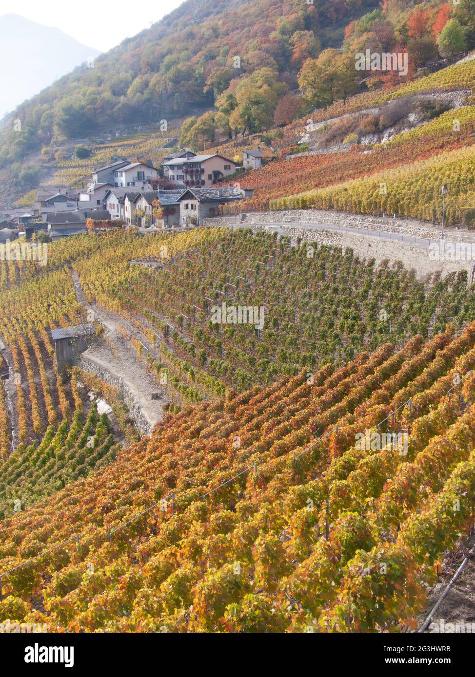 Vigneto svizzera immagini e fotografie stock ad alta risoluzione - Alamy