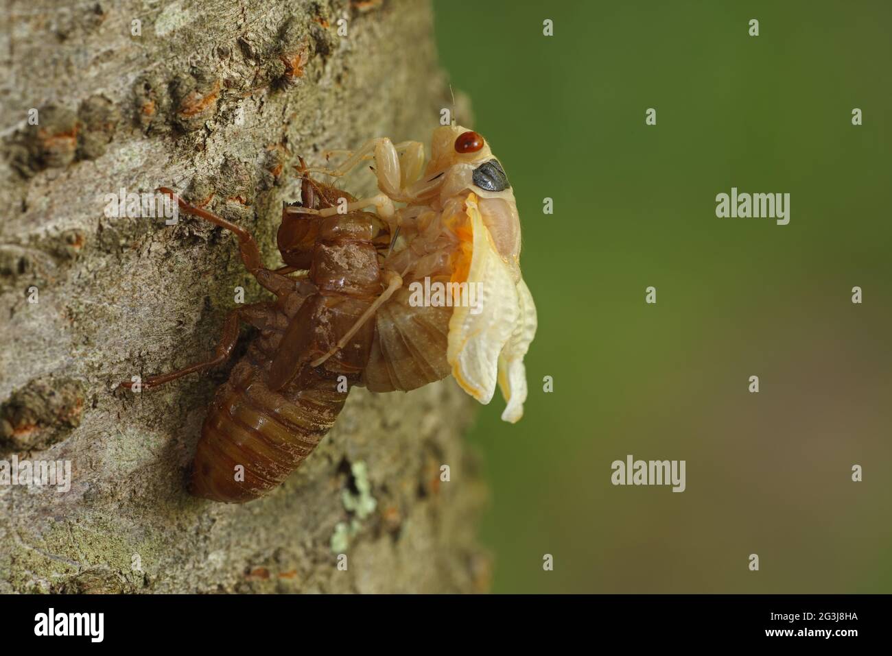 Cicada periodica, Magicicada septendim, cicada periodica di 17 anni ...
