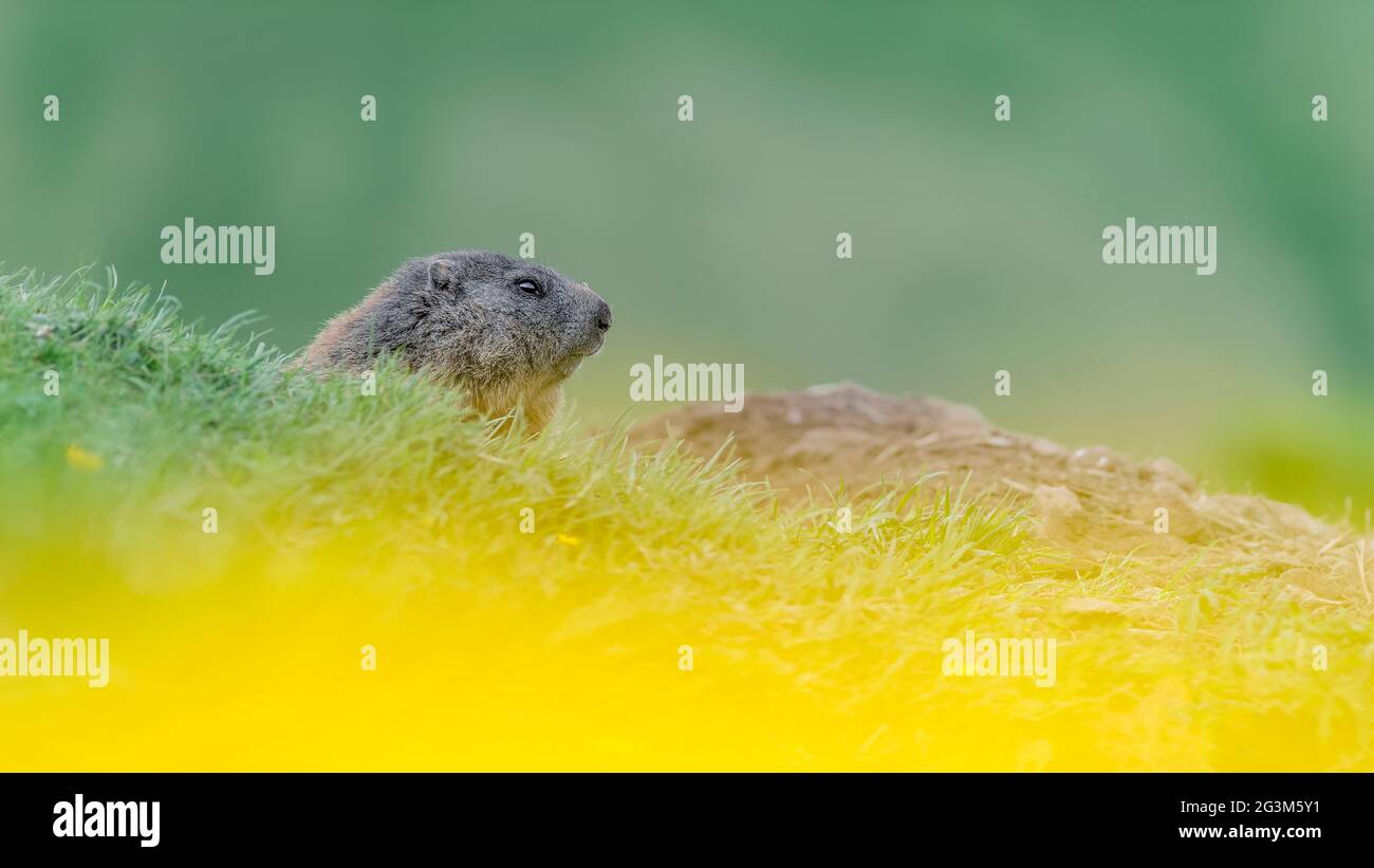 Marmotta variegata immagini e fotografie stock ad alta risoluzione - Alamy