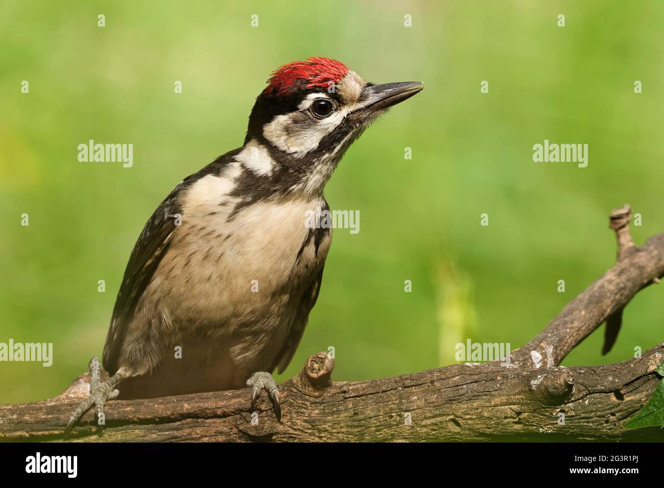 Picchio rosso e nero immagini e fotografie stock ad alta risoluzione ...
