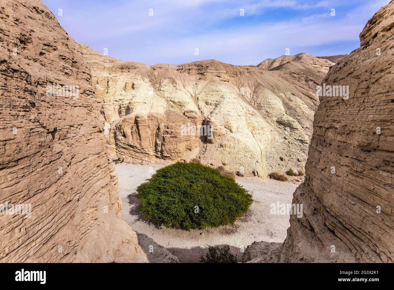 Acacia del deserto immagini e fotografie stock ad alta risoluzione - Alamy