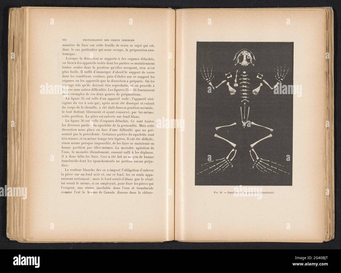 Skelet Van een Kikker; scheletro della rana (disarticolato). Prant nell ...