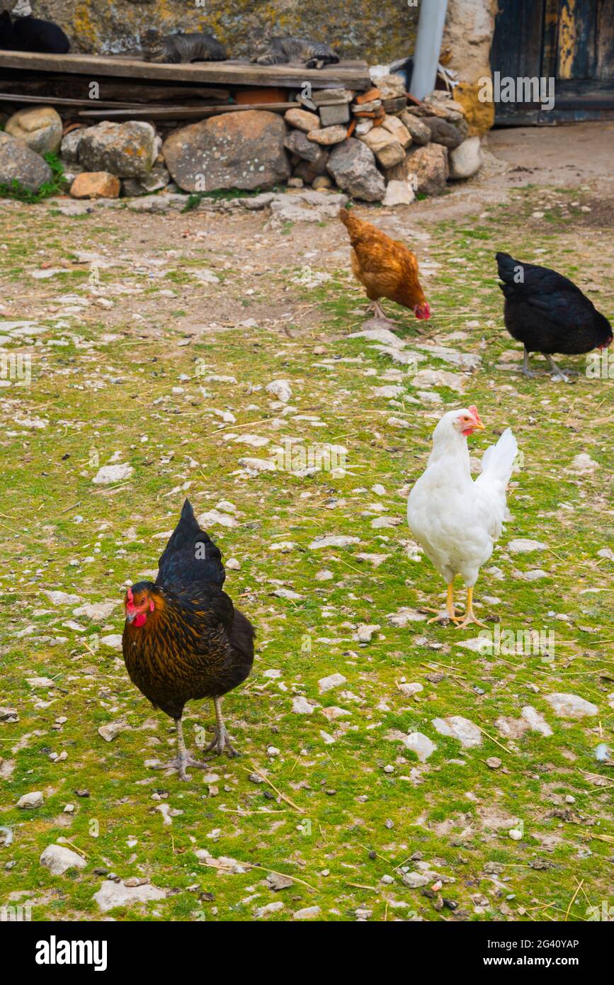 Gallina birds immagini e fotografie stock ad alta risoluzione - Alamy