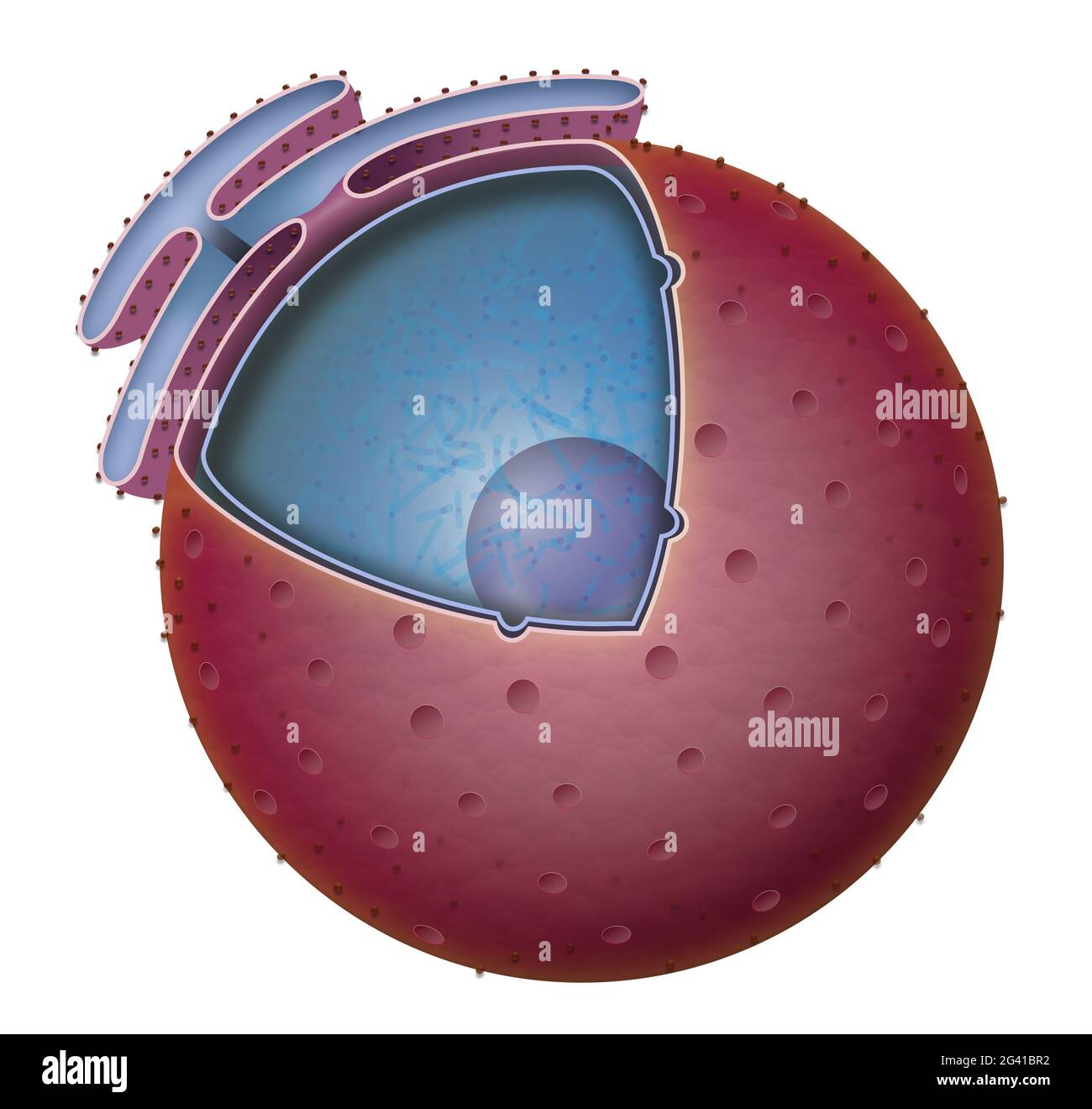 Anatomia del nucleo immagini e fotografie stock ad alta risoluzione - Alamy