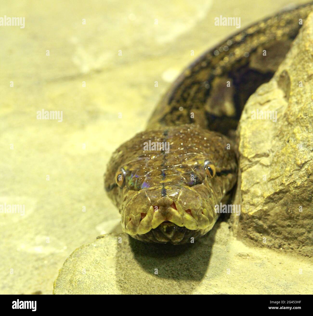 Boa serpente immagini e fotografie stock ad alta risoluzione - Alamy