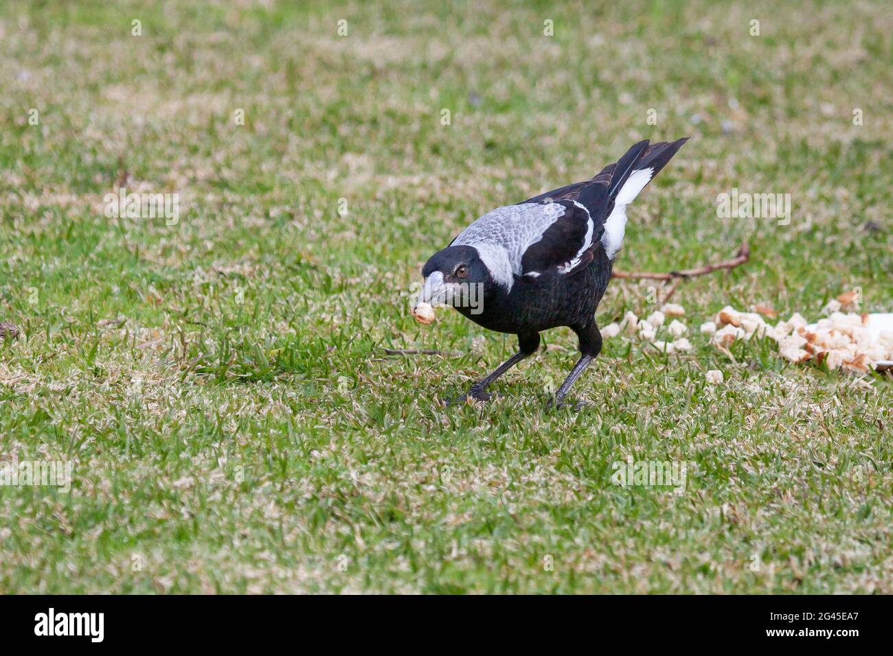 Australian magpies immagini e fotografie stock ad alta risoluzione - Alamy