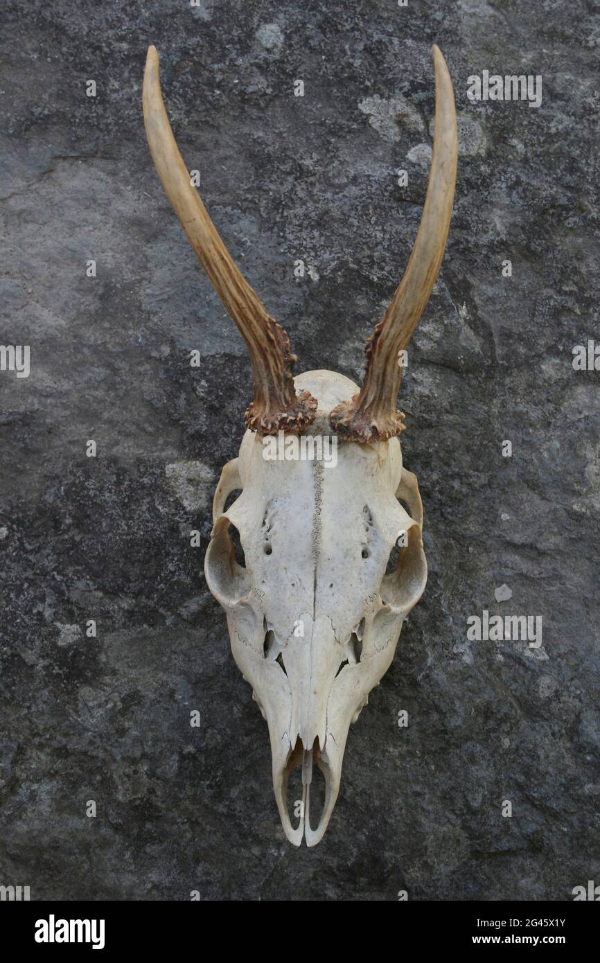 Capriolo con corna immagini e fotografie stock ad alta risoluzione - Alamy