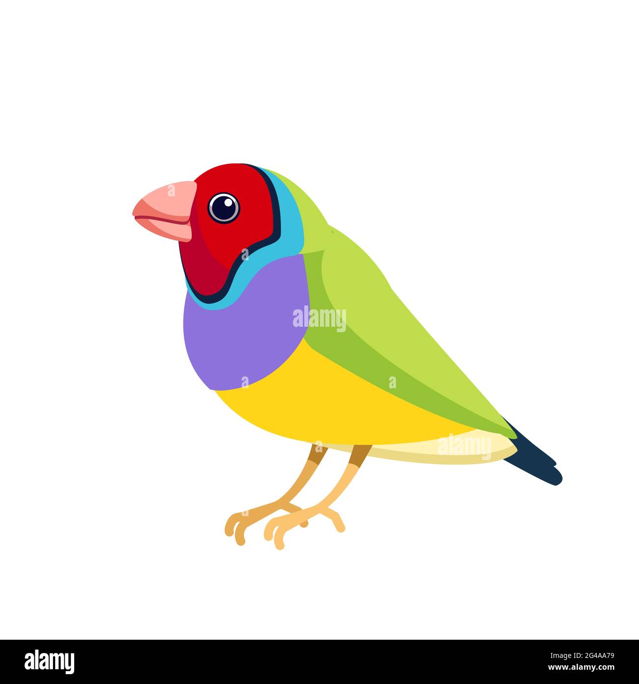 Piume di pappagallino Immagini Vettoriali Stock - Alamy