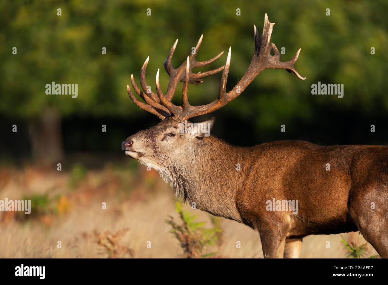 Cervo ferito immagini e fotografie stock ad alta risoluzione - Alamy