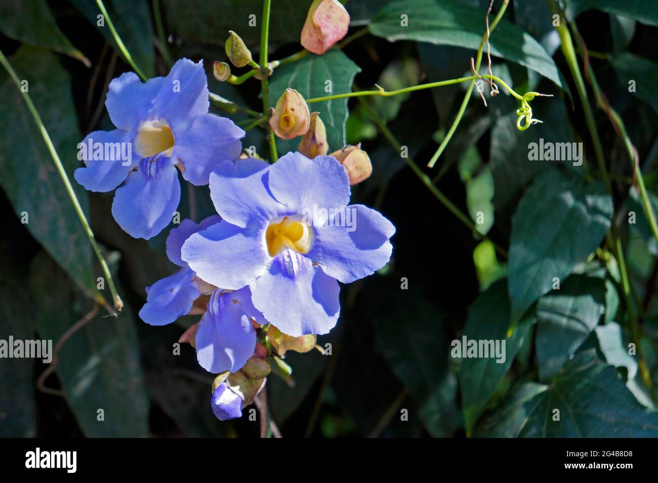 Tromba bengala thunbergia grandiflora immagini e fotografie stock ad ...