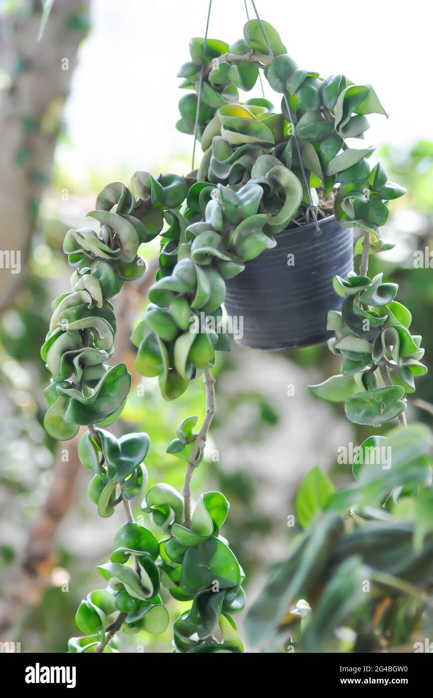 Hoya carnosa compacta immagini e fotografie stock ad alta risoluzione ...