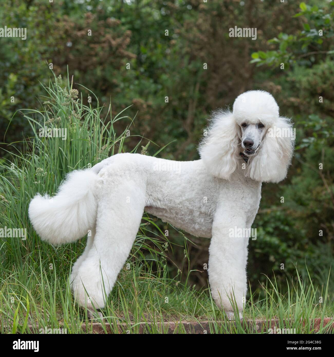 Giant poodle immagini e fotografie stock ad alta risoluzione - Alamy