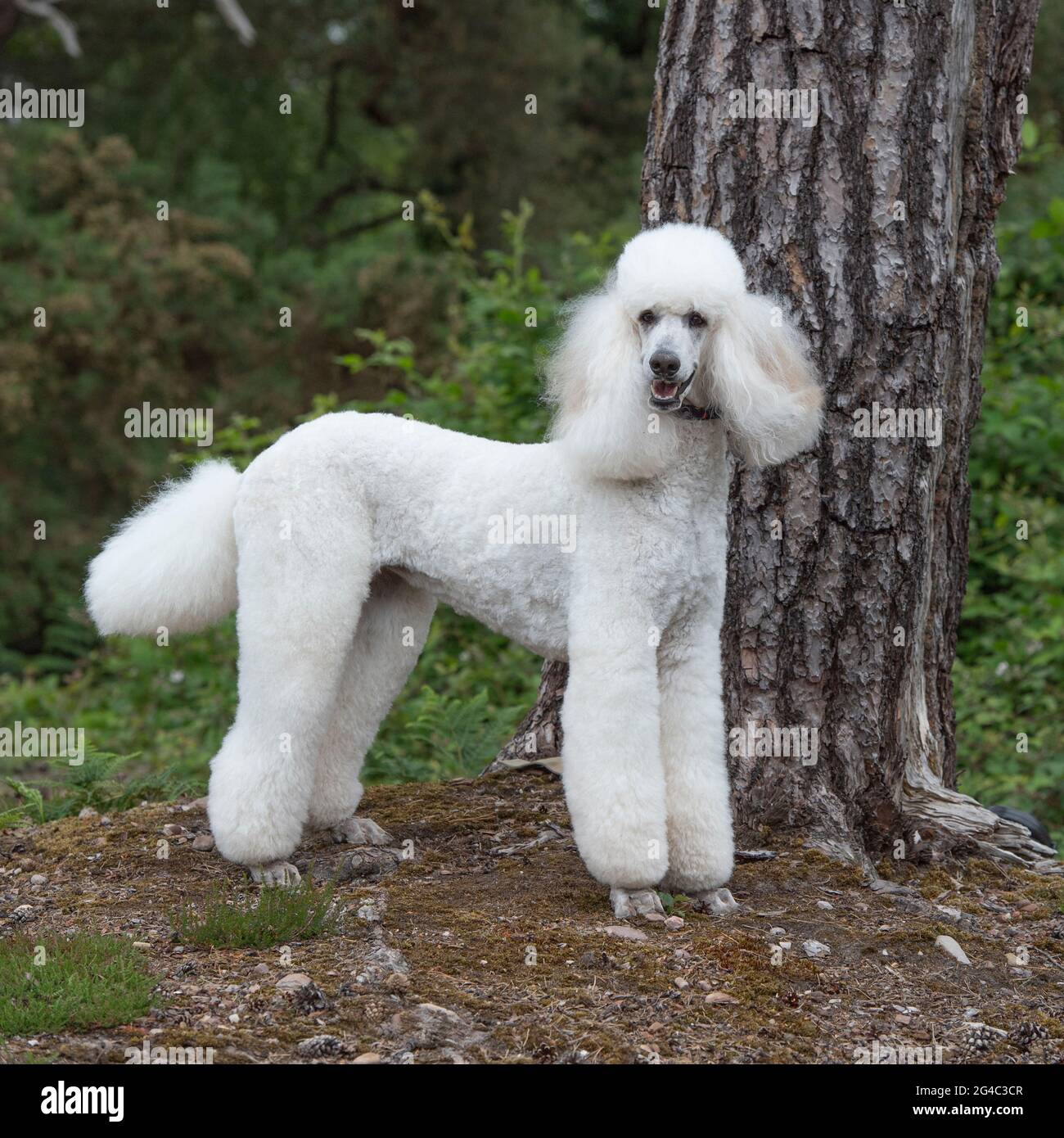 Giant poodle immagini e fotografie stock ad alta risoluzione - Alamy