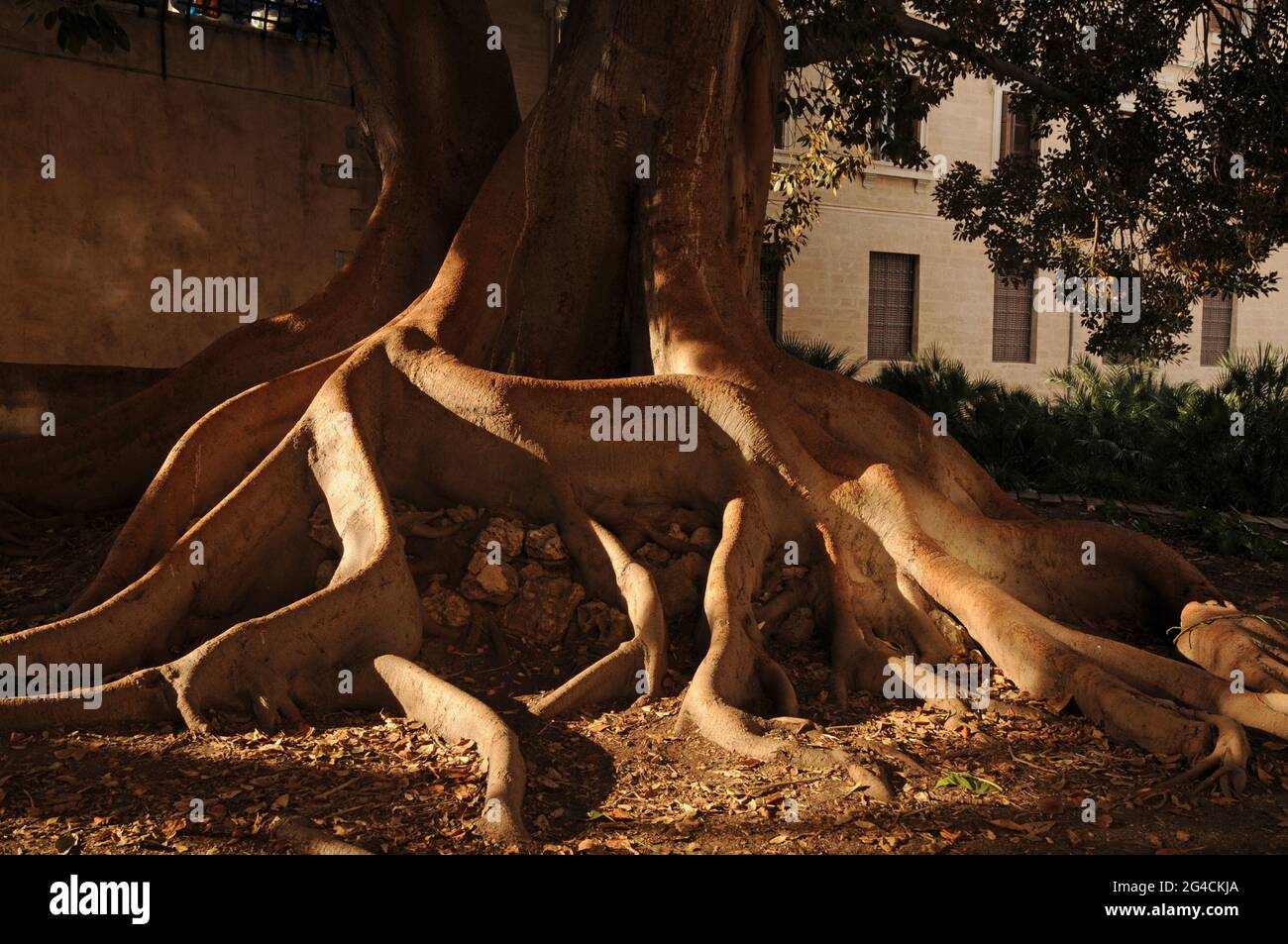 Hojas de palma immagini e fotografie stock ad alta risoluzione - Alamy