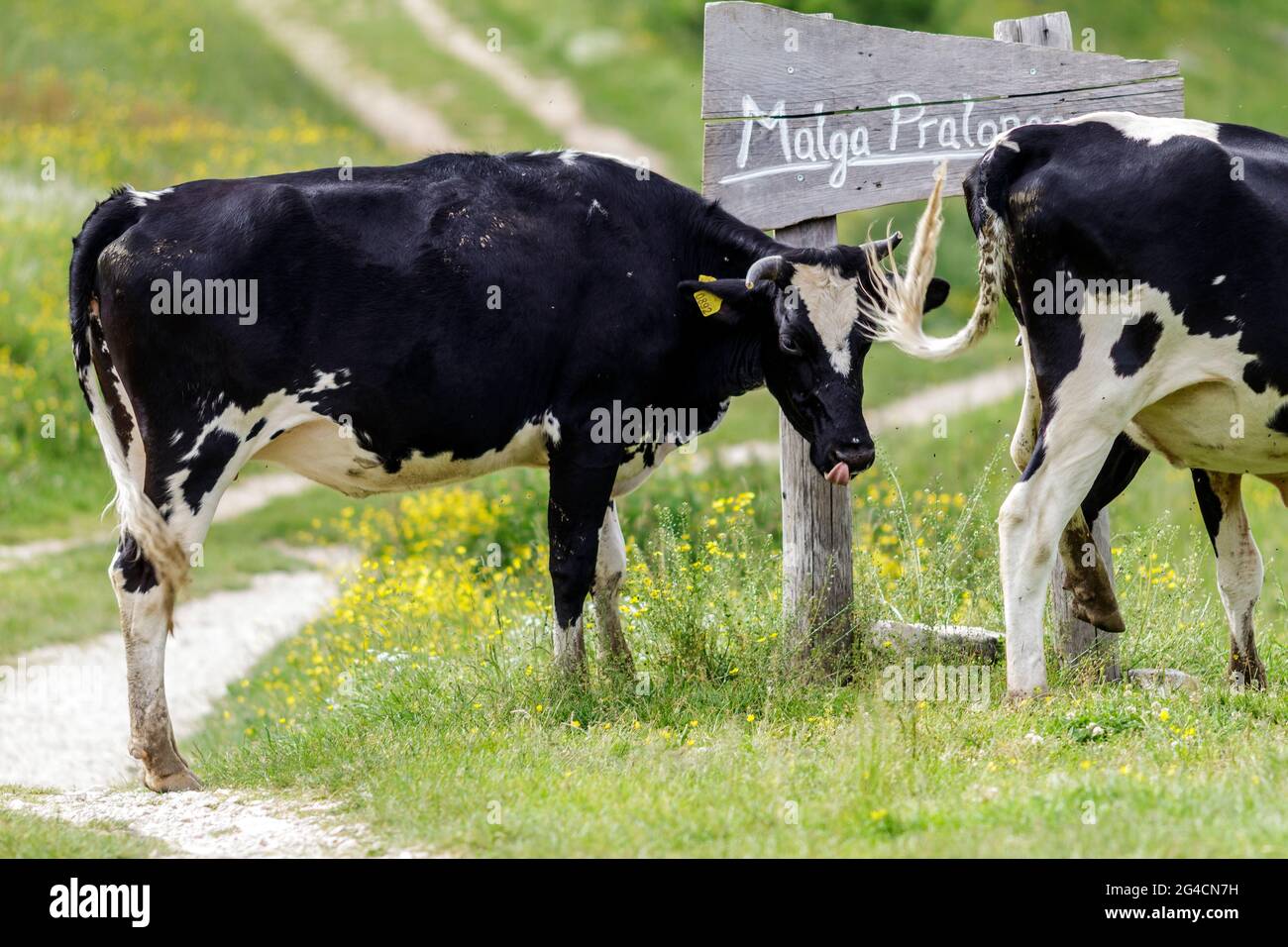 Mucca pascolo sfondo bianco immagini e fotografie stock ad alta ...