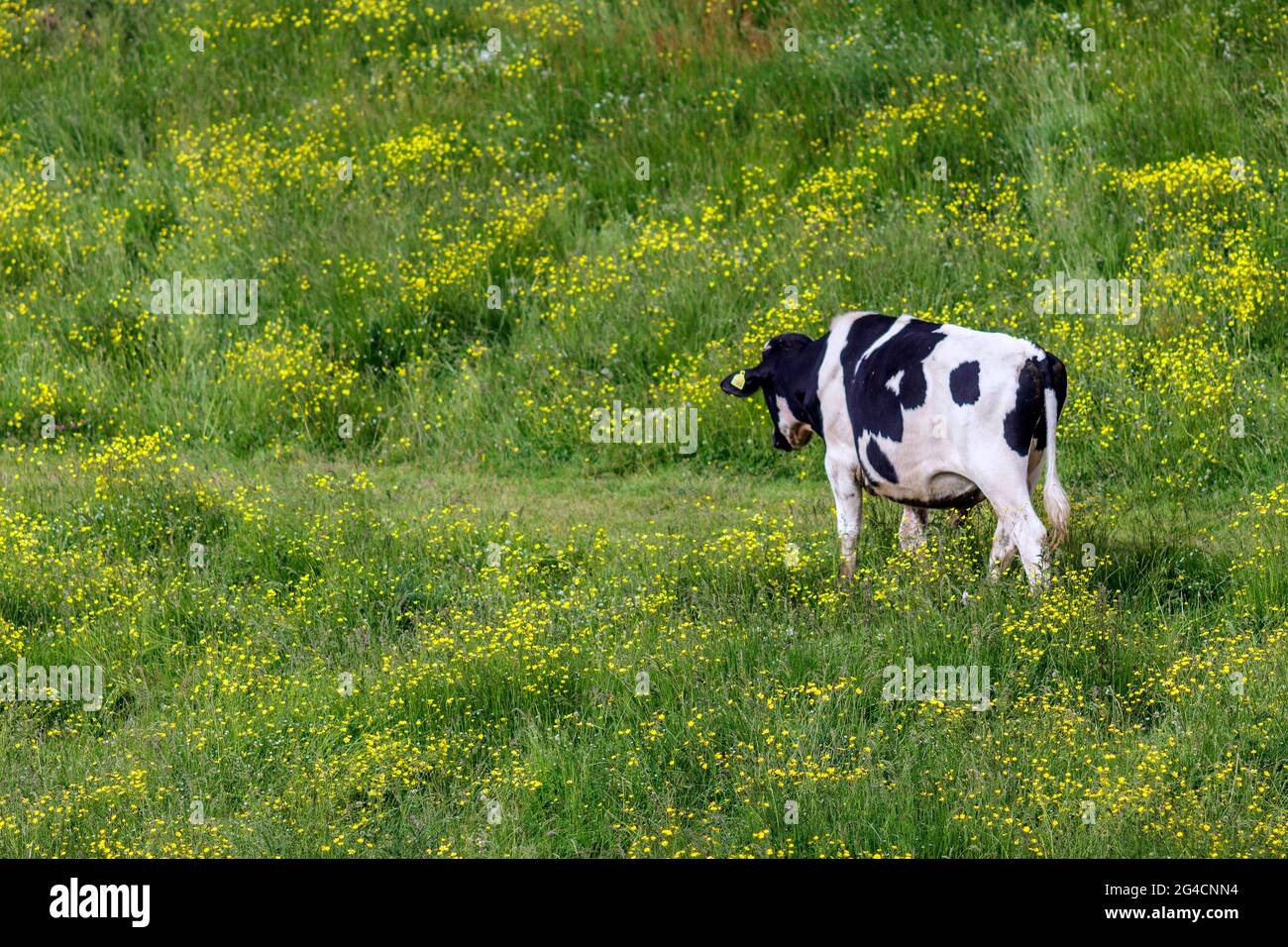 Mucca pascolo sfondo bianco immagini e fotografie stock ad alta ...